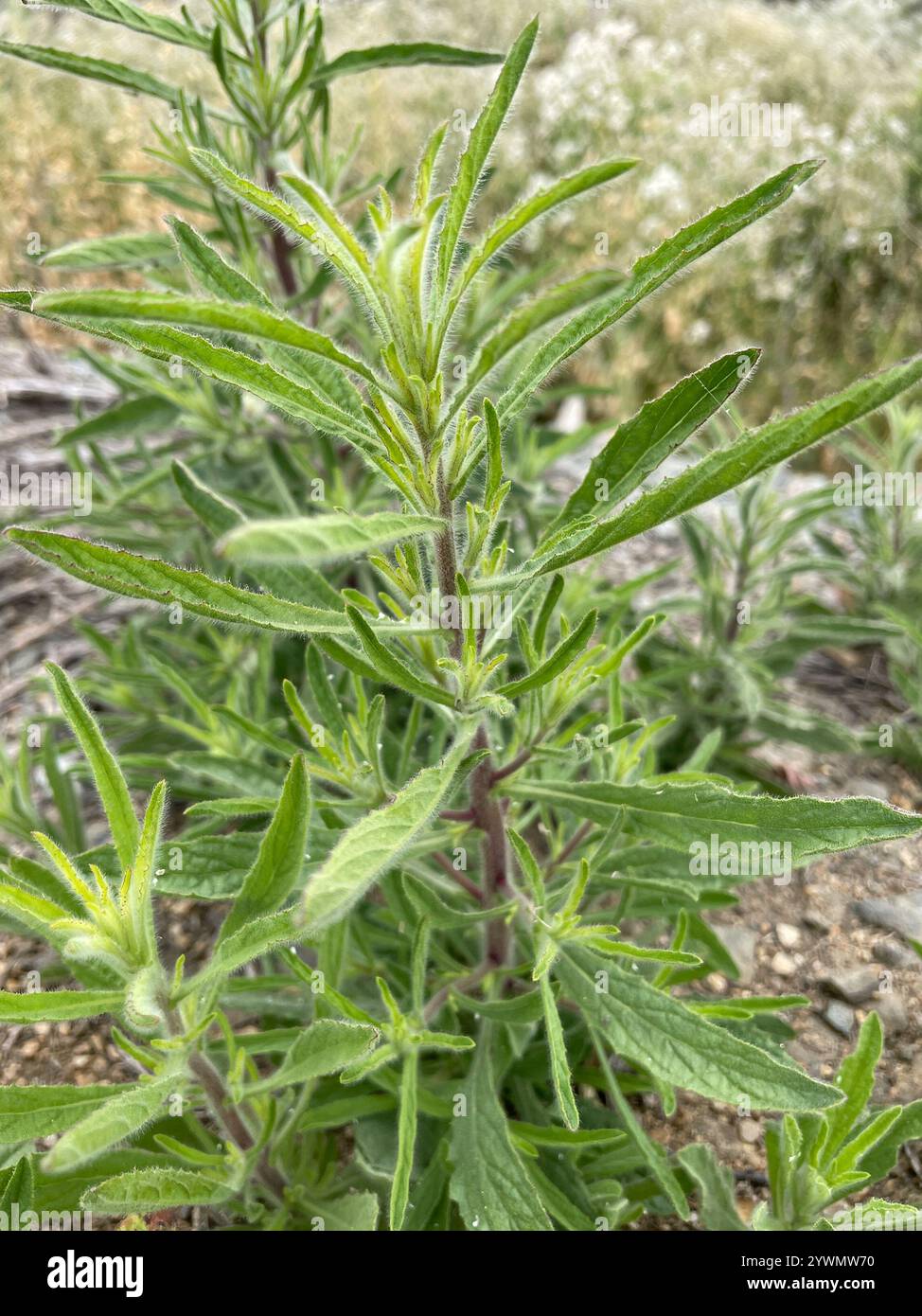 Stinkwort (Dittrichia graveolens Stock Photo - Alamy