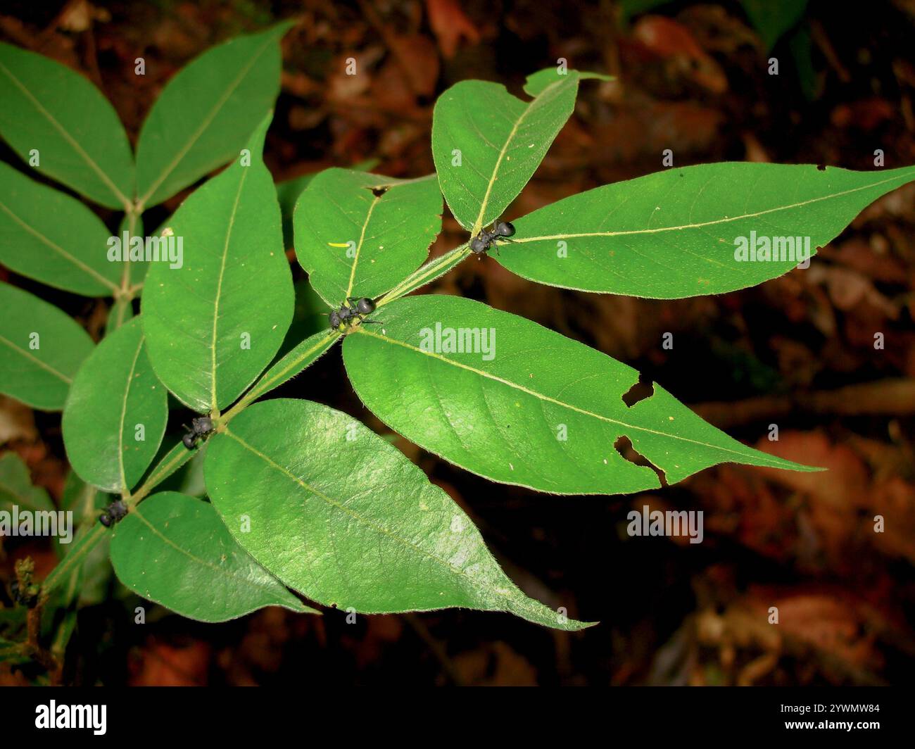 Giant Turtle Ants (Cephalotes atratus Stock Photo - Alamy