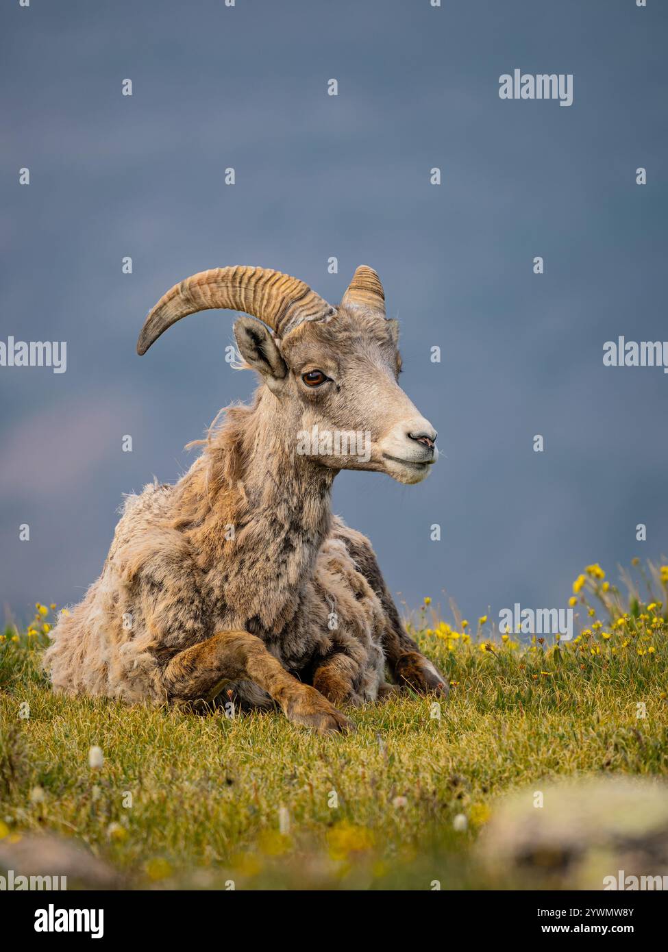 big rocky mountain bighorn sheep ram in the alpine Stock Photo - Alamy