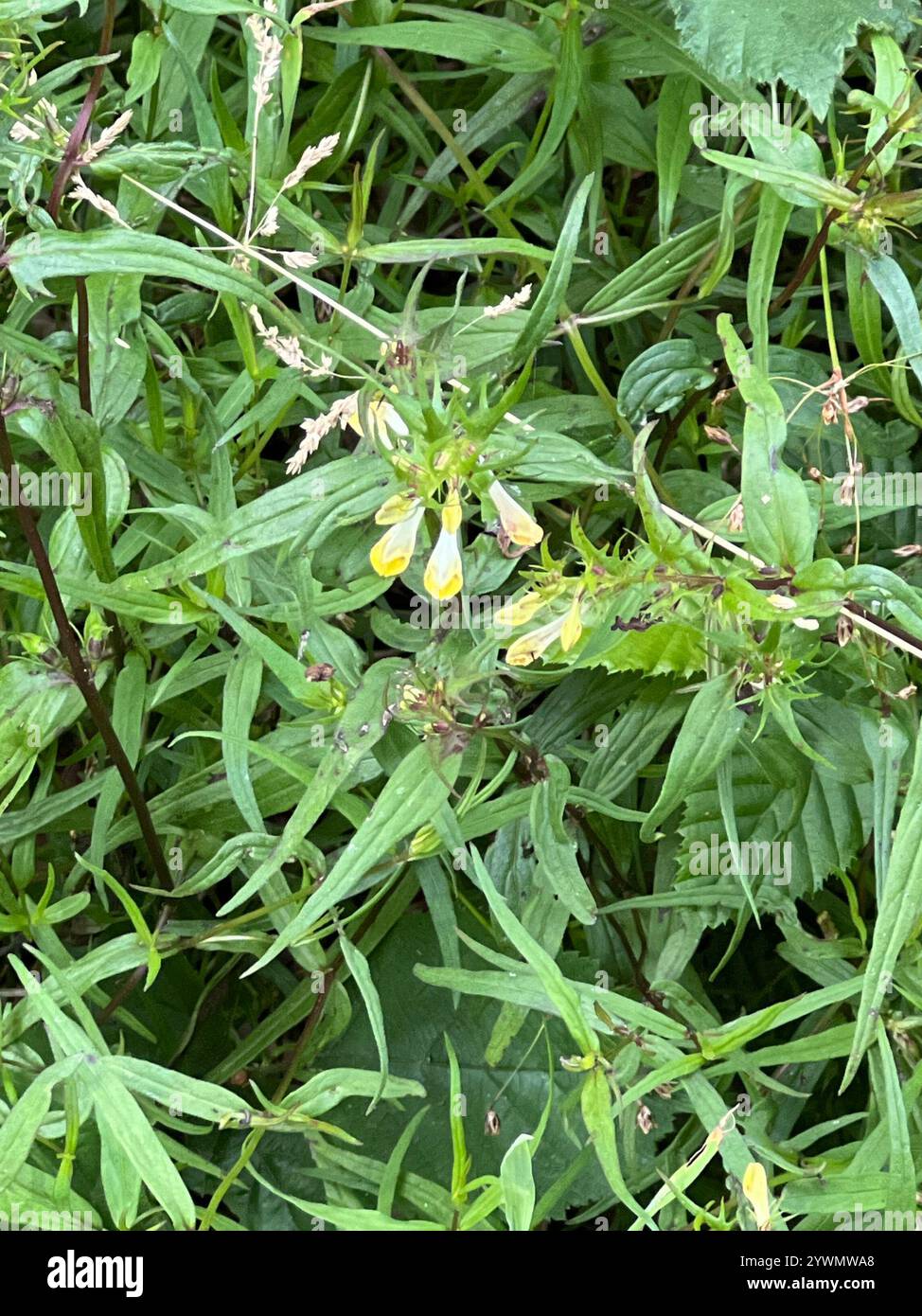Common Cow-wheat (Melampyrum pratense Stock Photo - Alamy