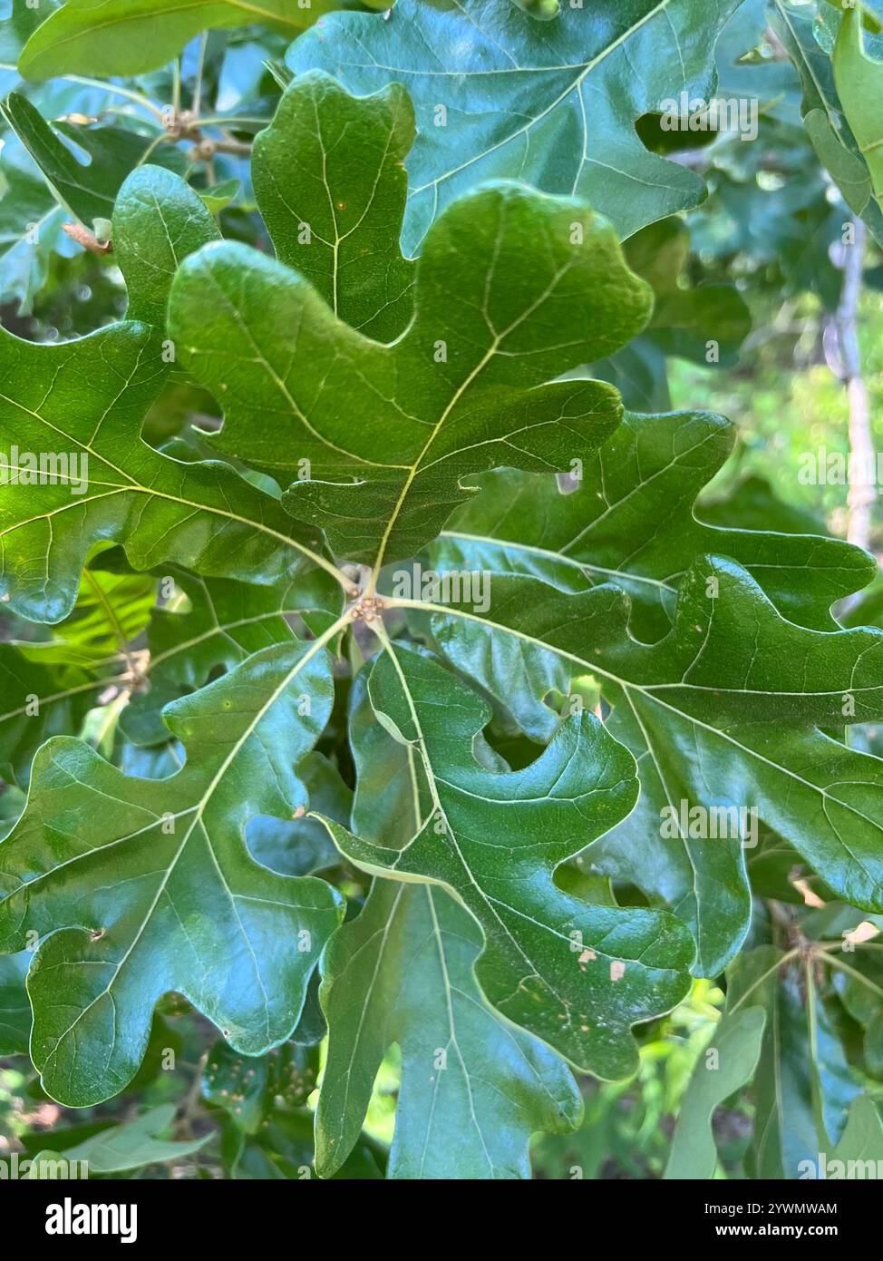 post oak (Quercus stellata Stock Photo - Alamy