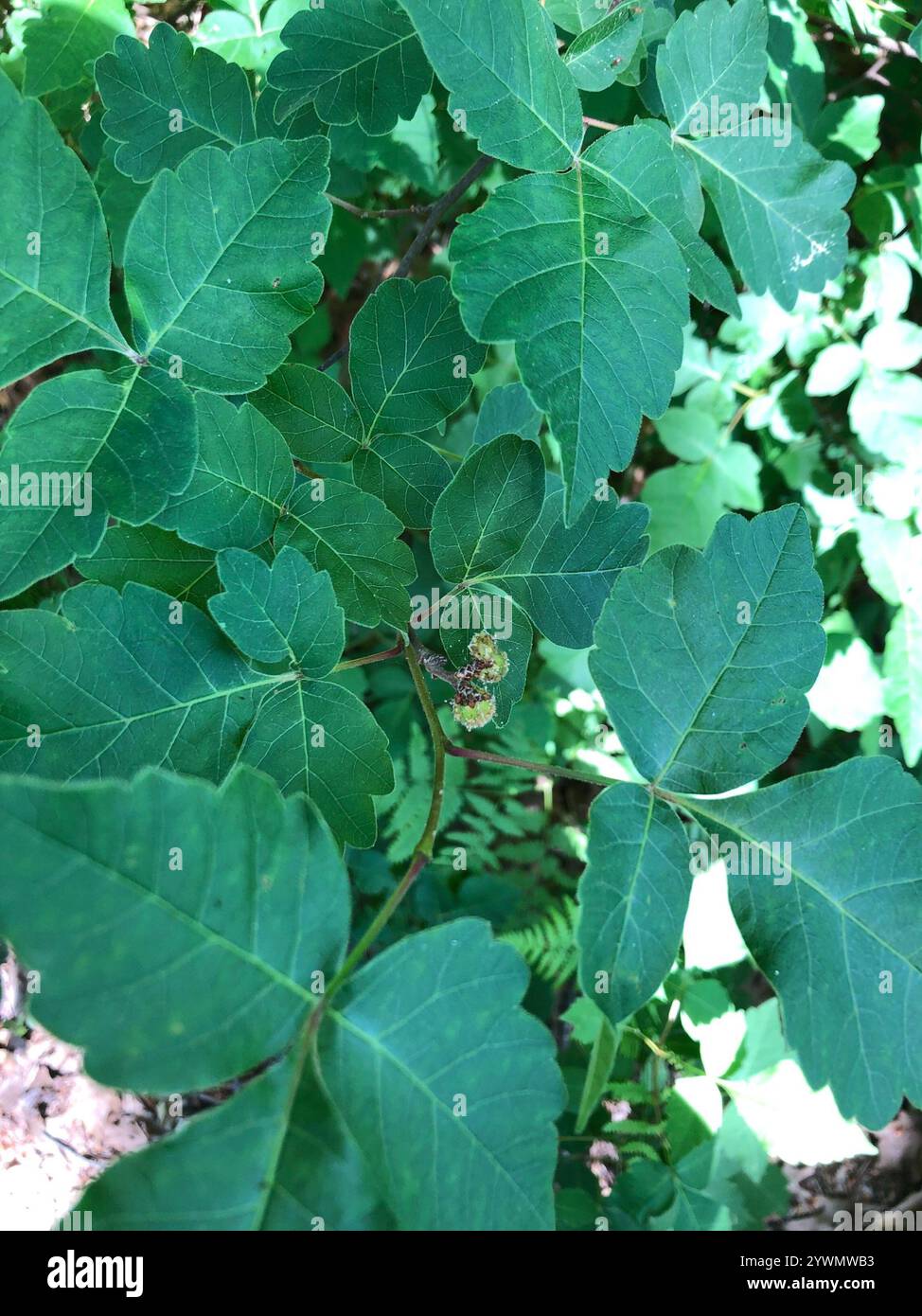 fragrant sumac (Rhus aromatica Stock Photo - Alamy