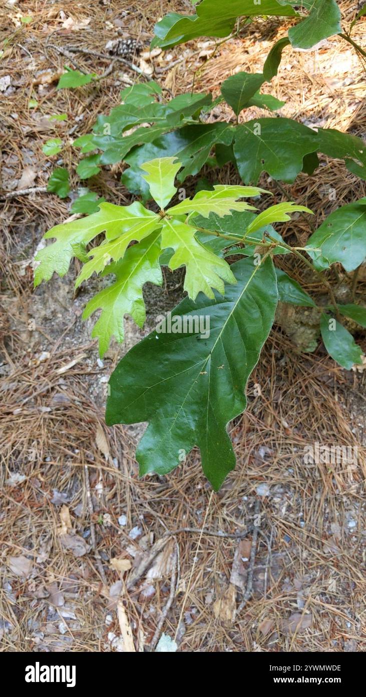 southern red oak (Quercus falcata Stock Photo - Alamy