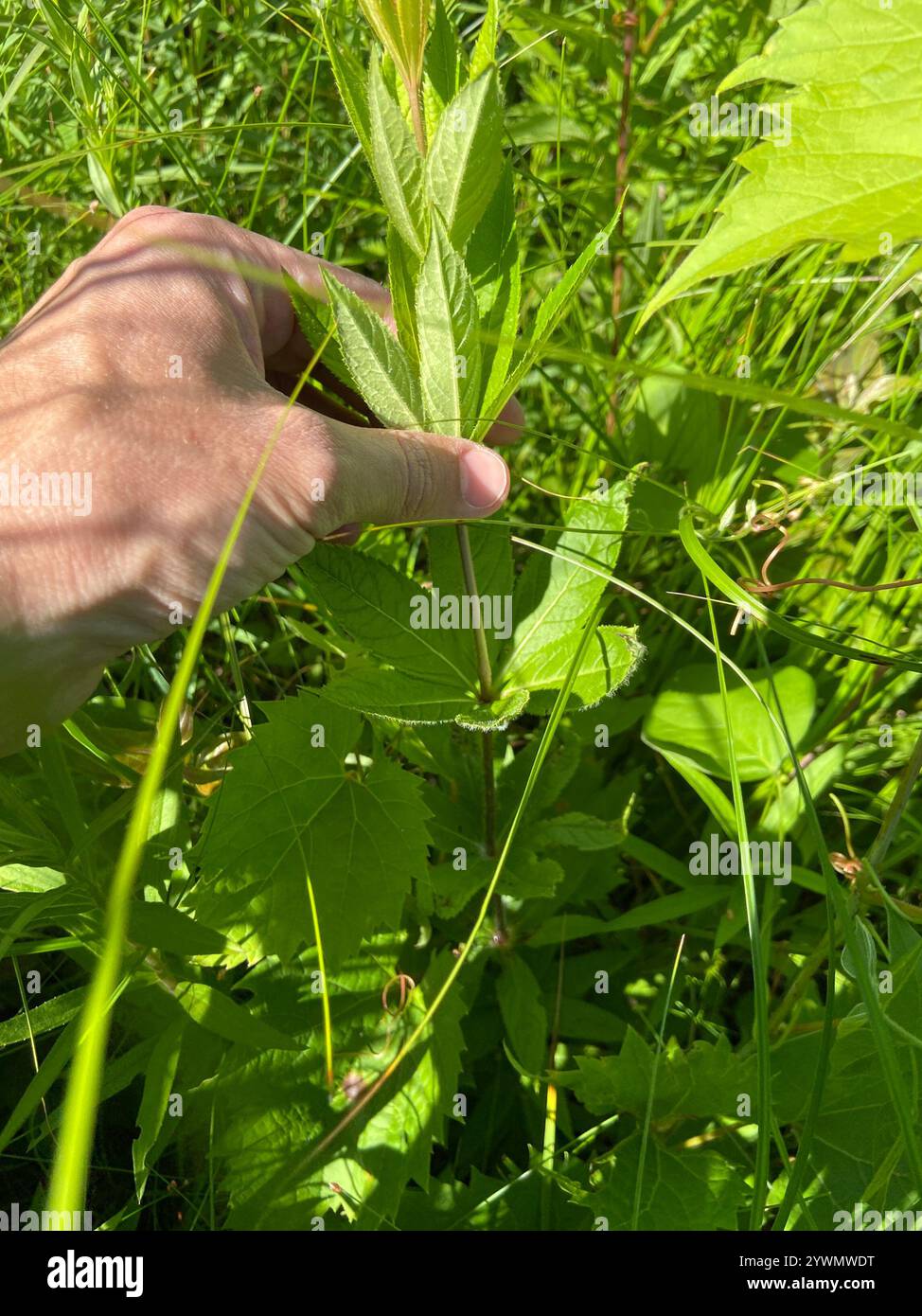 Culver's root (Veronicastrum virginicum Stock Photo - Alamy