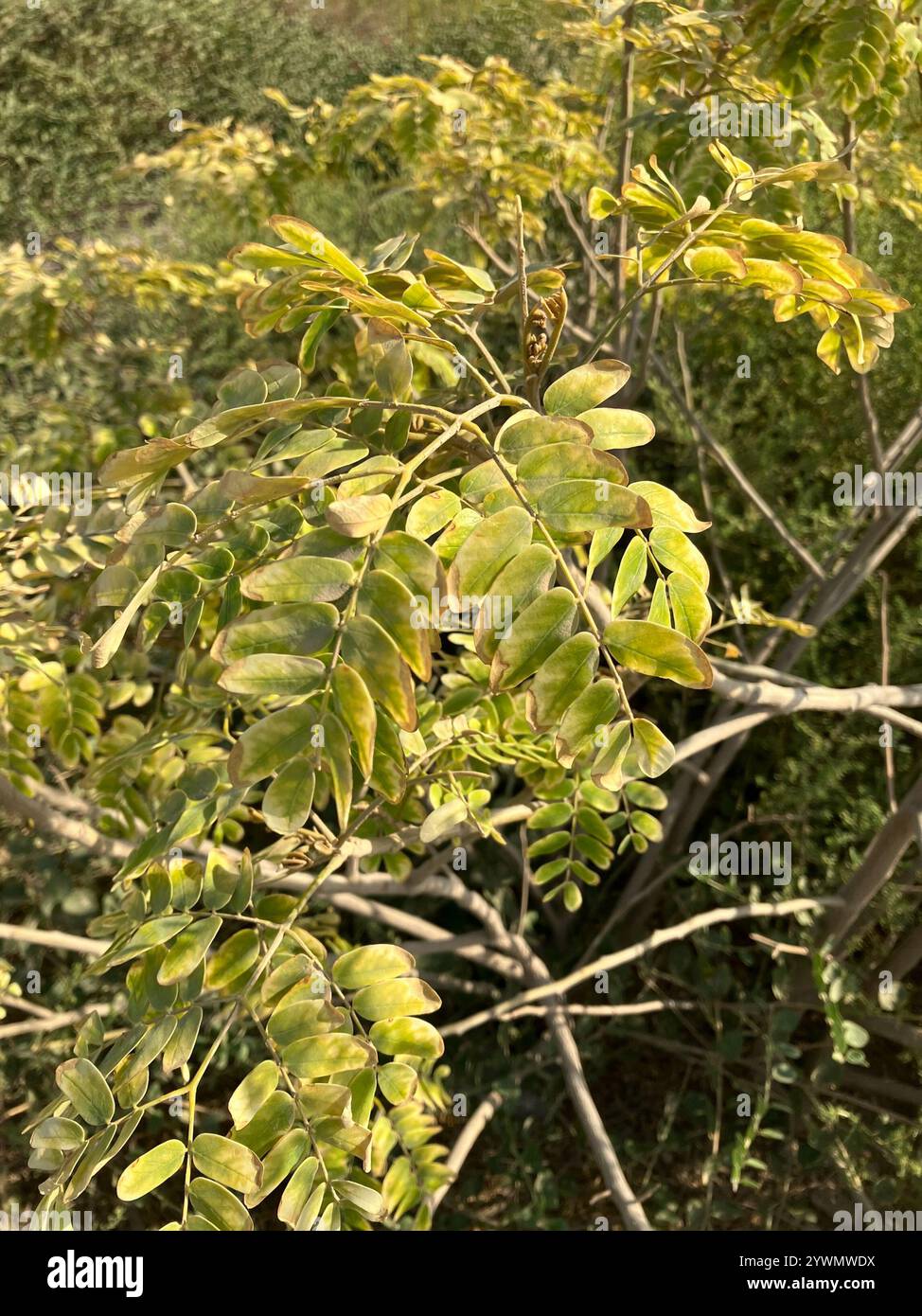 Sunshine Tree (Senna surattensis Stock Photo - Alamy