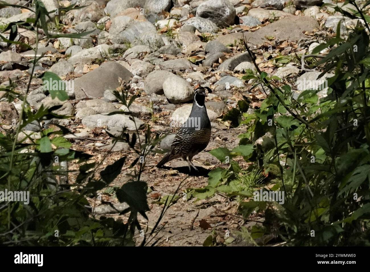 California Quail (Callipepla californica Stock Photo - Alamy