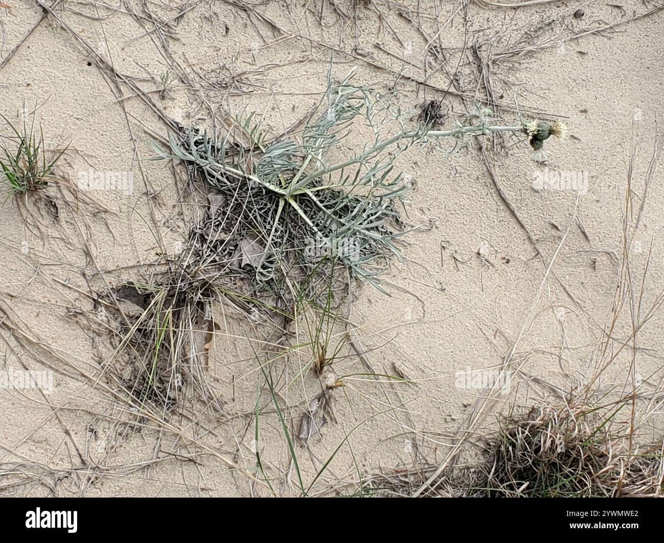 Pitcher's thistle (Cirsium pitcheri Stock Photo - Alamy