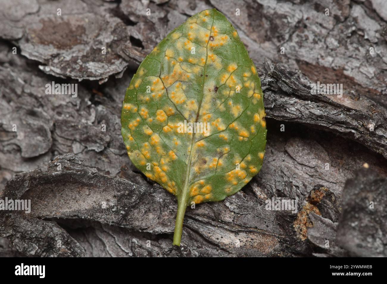 rust fungi (Pucciniales Stock Photo - Alamy