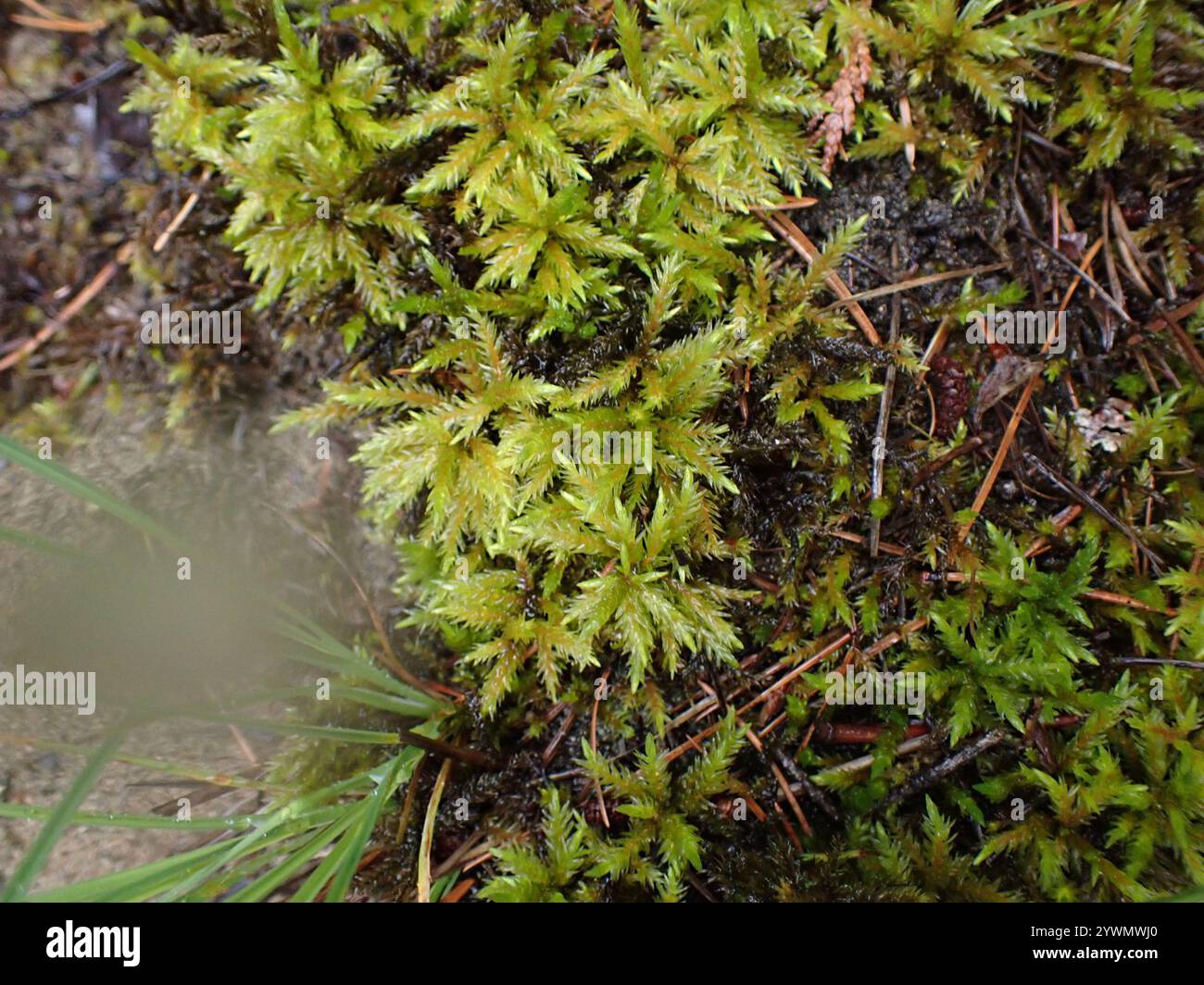 Climacium dendroides climacium dendroides hi-res stock photography and ...