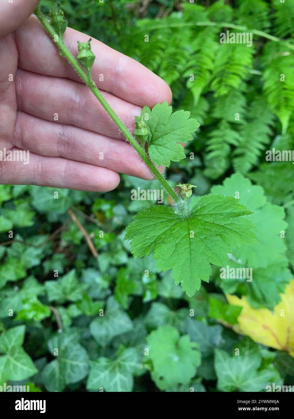 fringe cups (Tellima grandiflora Stock Photo - Alamy