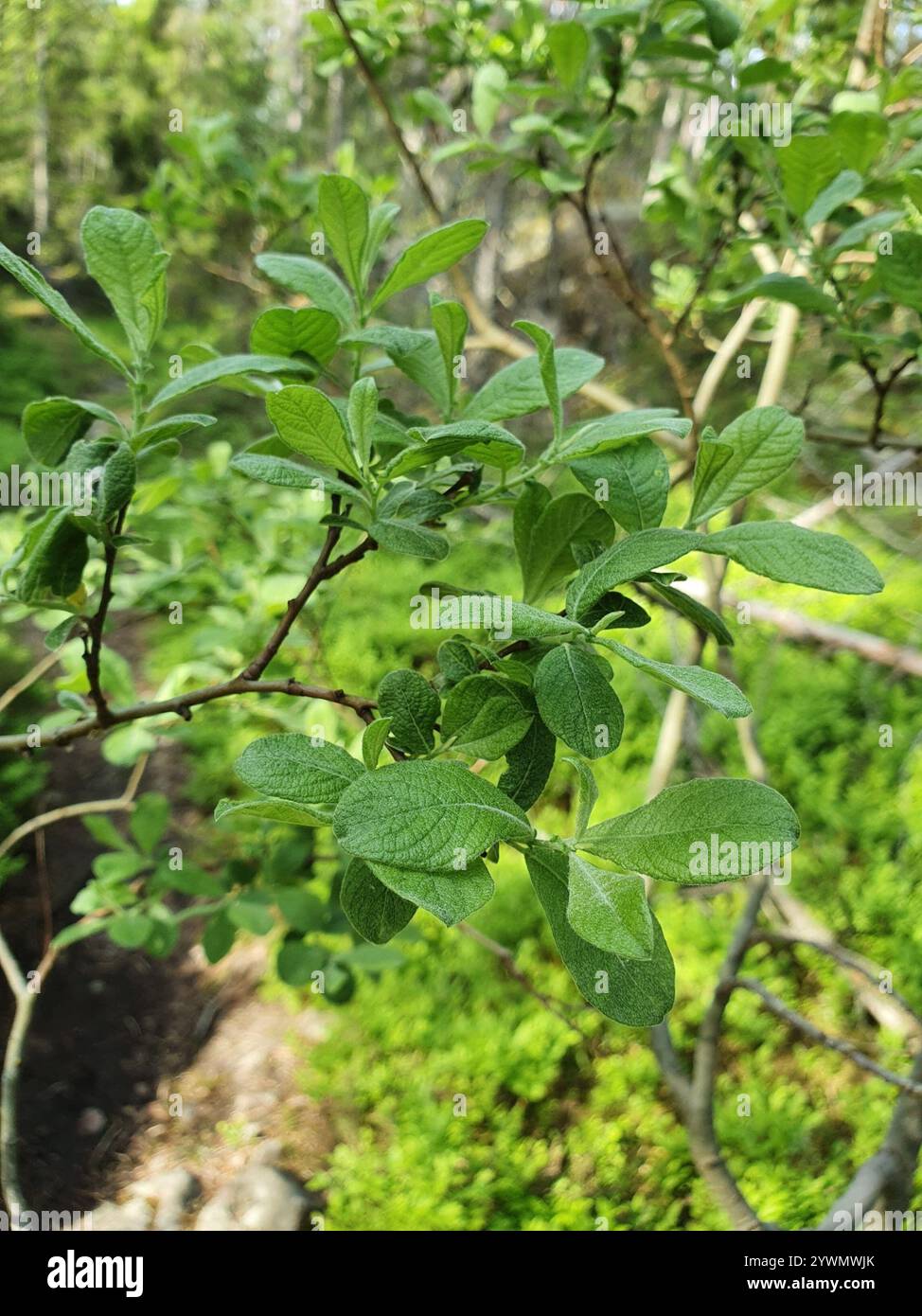 Eared Willow (Salix aurita Stock Photo - Alamy