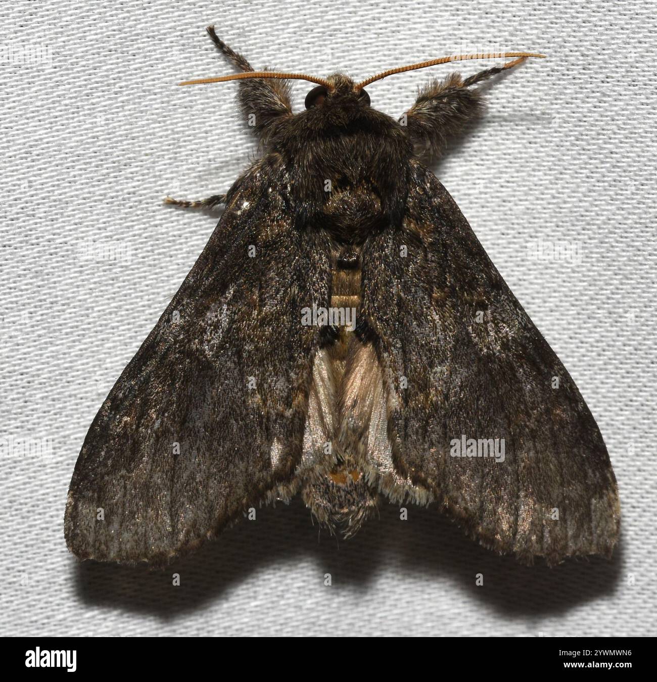 Angulose Prominent (Peridea angulosa Stock Photo - Alamy