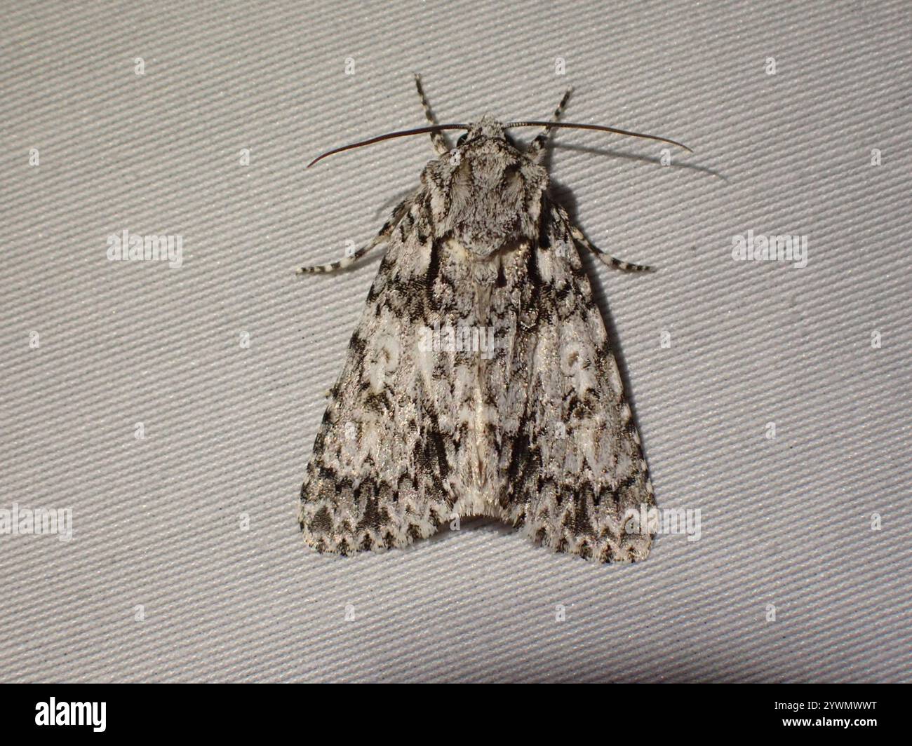 Marbled Oak Dagger (Acronicta marmorata Stock Photo - Alamy