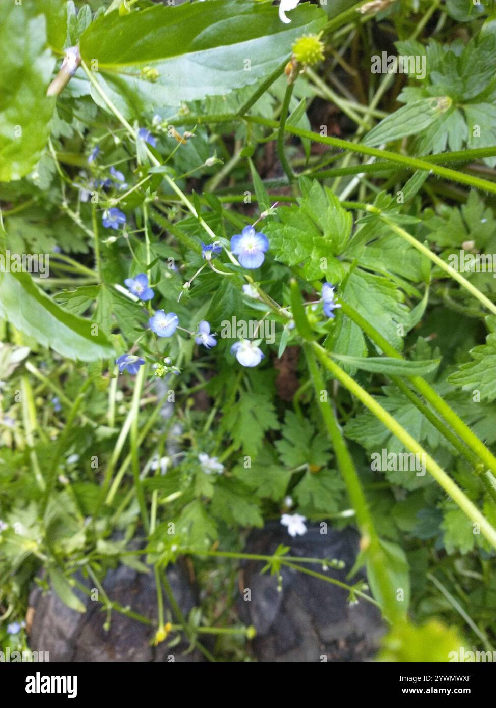 American brooklime hi-res stock photography and images - Alamy