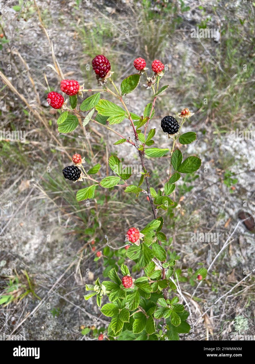 Rubus cuneifolius hi-res stock photography and images - Alamy