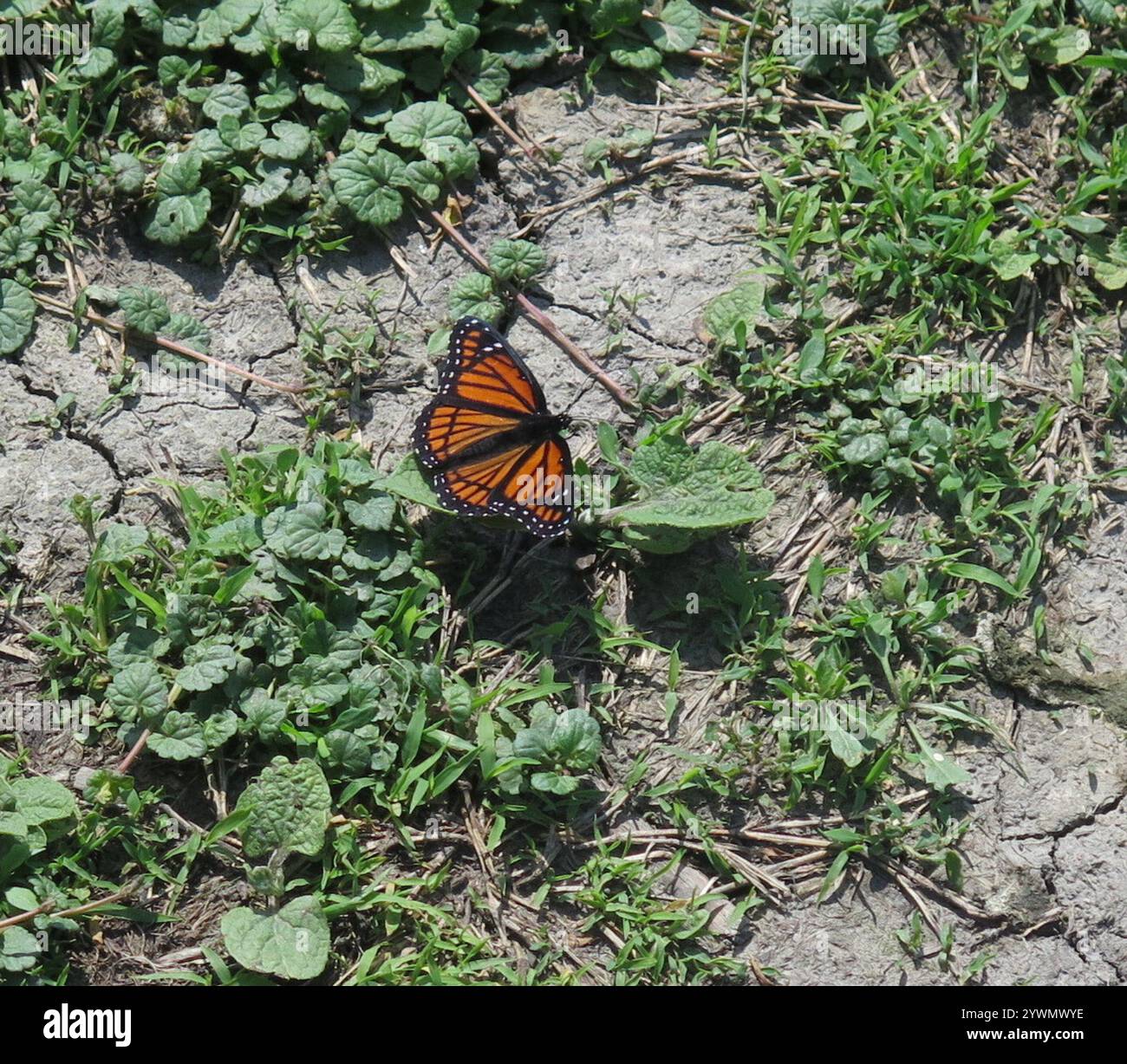 Viceroy (Limenitis archippus Stock Photo - Alamy