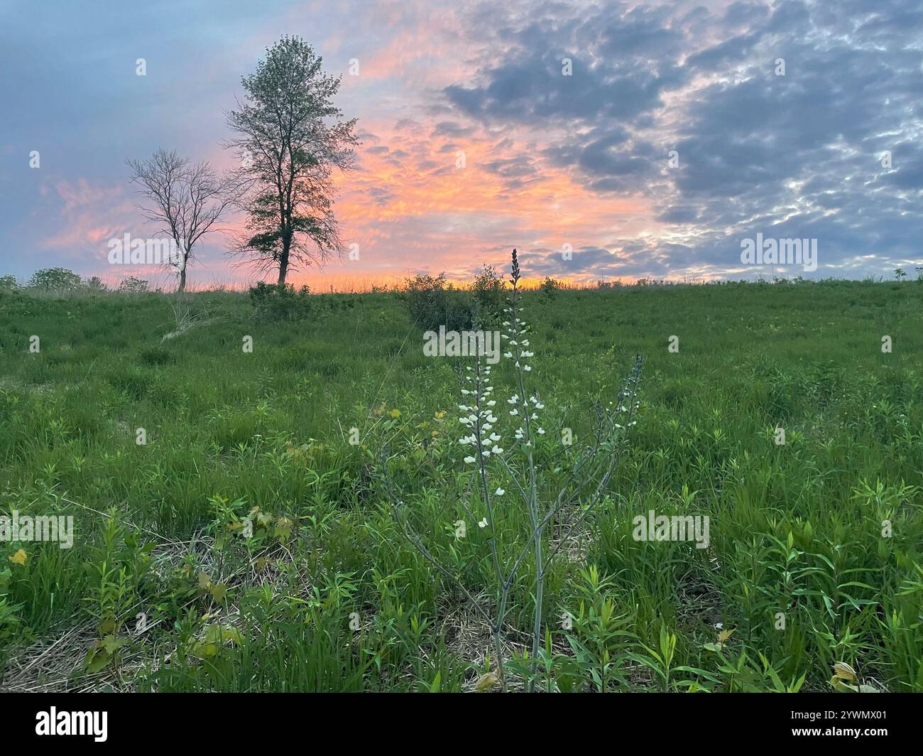 white wild indigo (Baptisia alba Stock Photo - Alamy