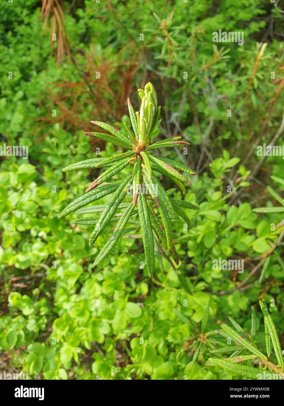 marsh Labrador tea (Rhododendron tomentosum Stock Photo - Alamy