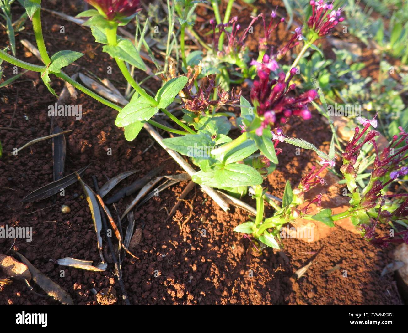 Fedia hi-res stock photography and images - Alamy