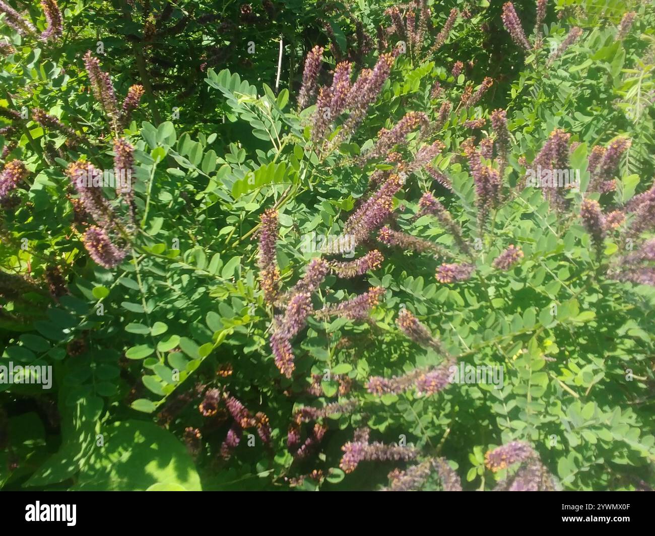 false indigo bush (Amorpha fruticosa Stock Photo - Alamy