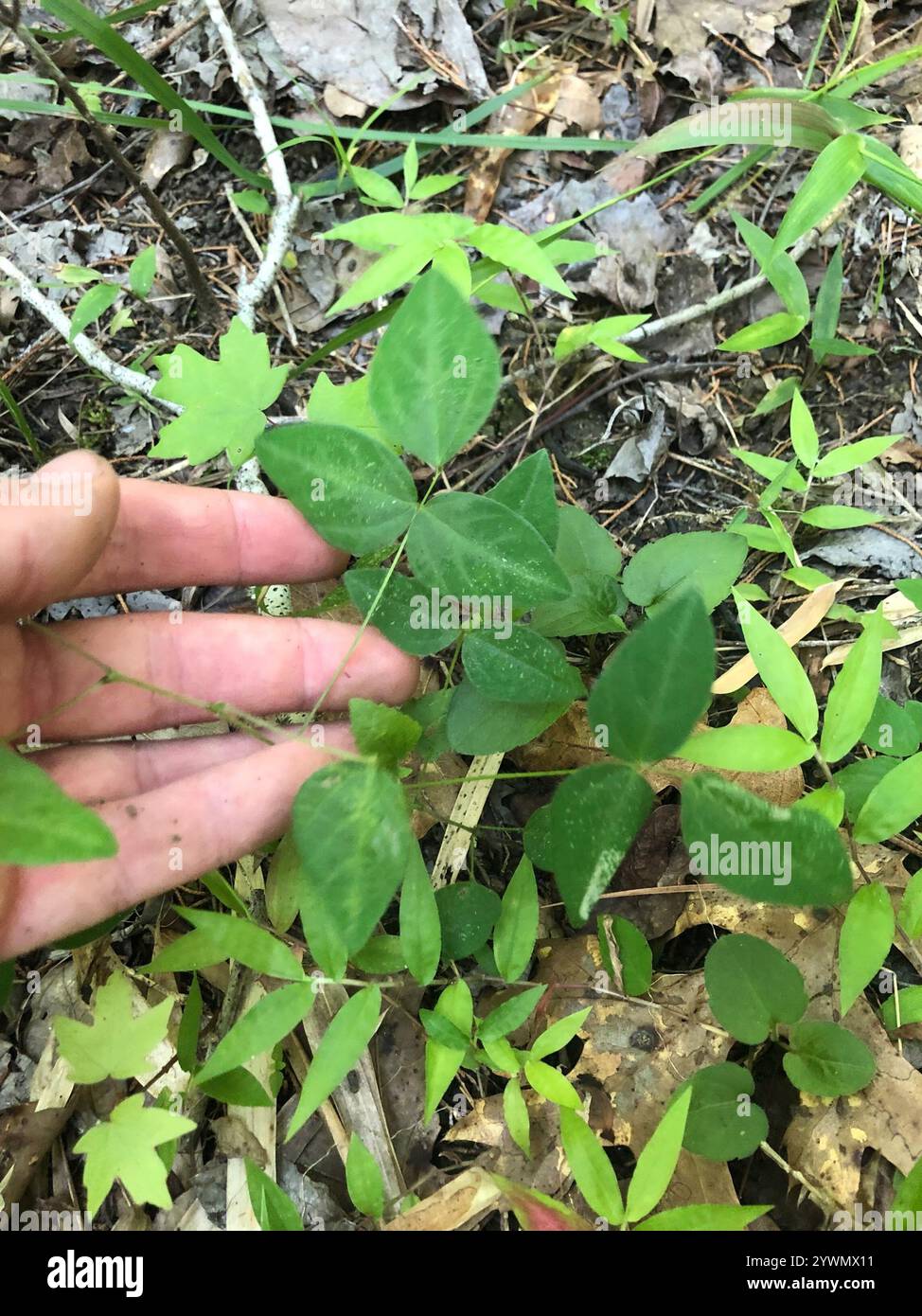 American hog-peanut (Amphicarpaea bracteata Stock Photo - Alamy