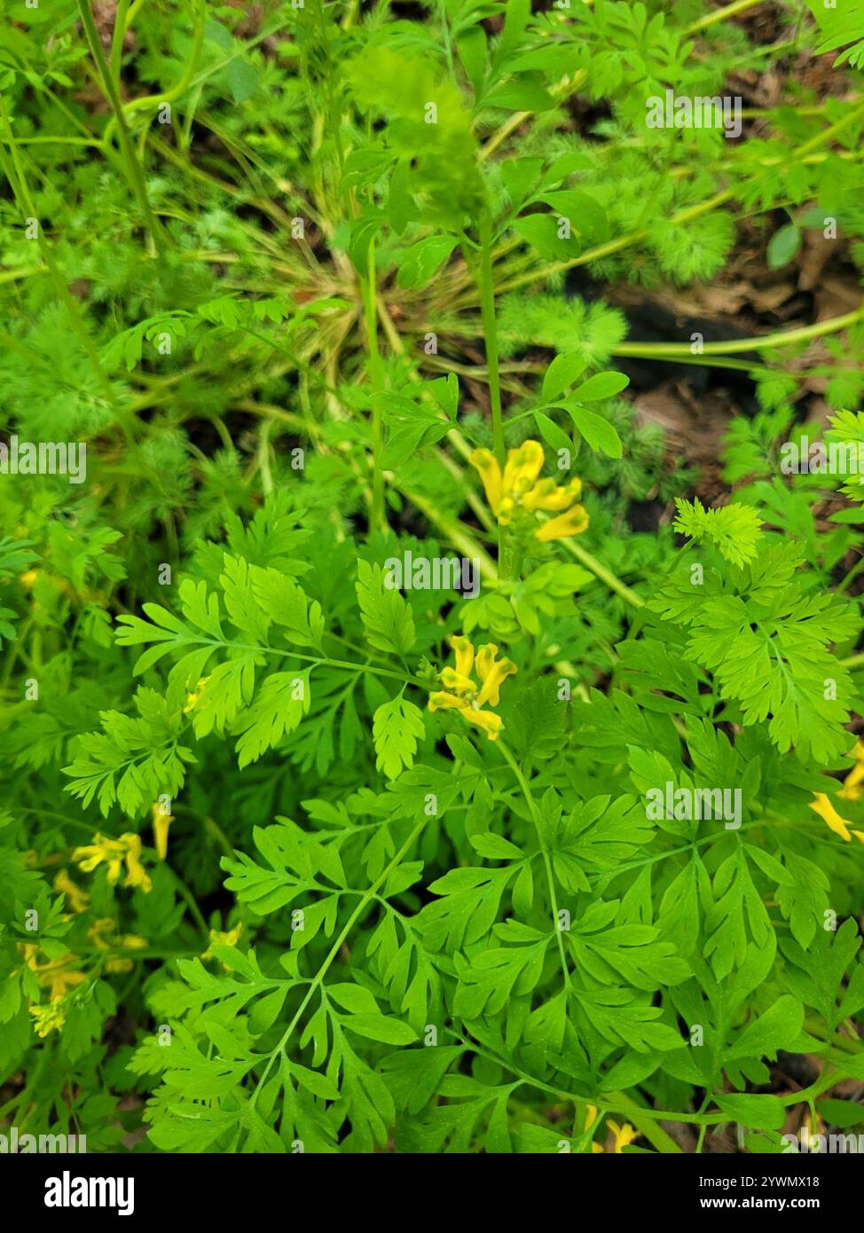 golden corydalis (Corydalis aurea Stock Photo - Alamy