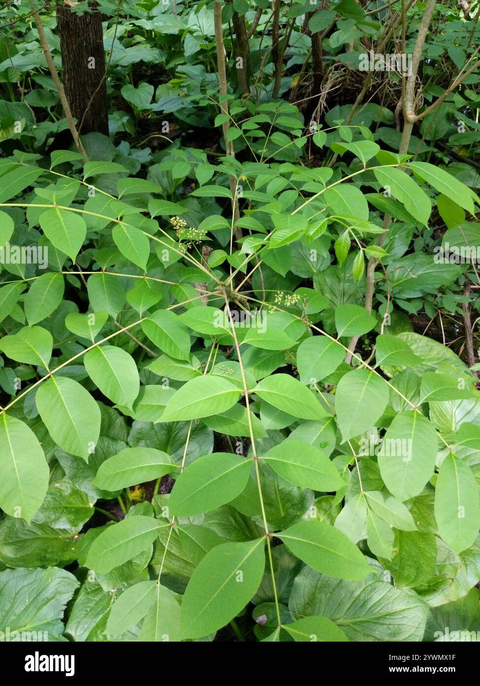 poison sumac (Toxicodendron vernix Stock Photo - Alamy