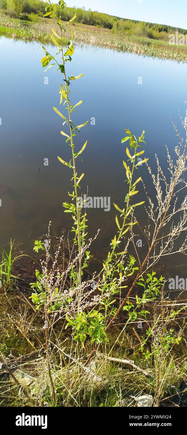 Almond Willow (Salix triandra Stock Photo - Alamy