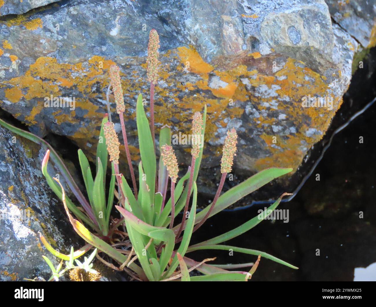 Sea Plantain (Plantago maritima Stock Photo - Alamy