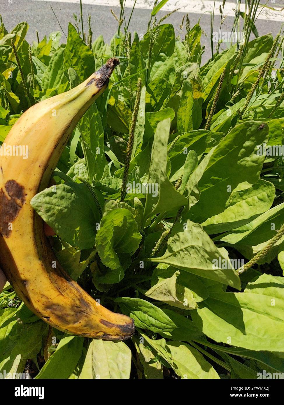 greater plantain (Plantago major Stock Photo - Alamy