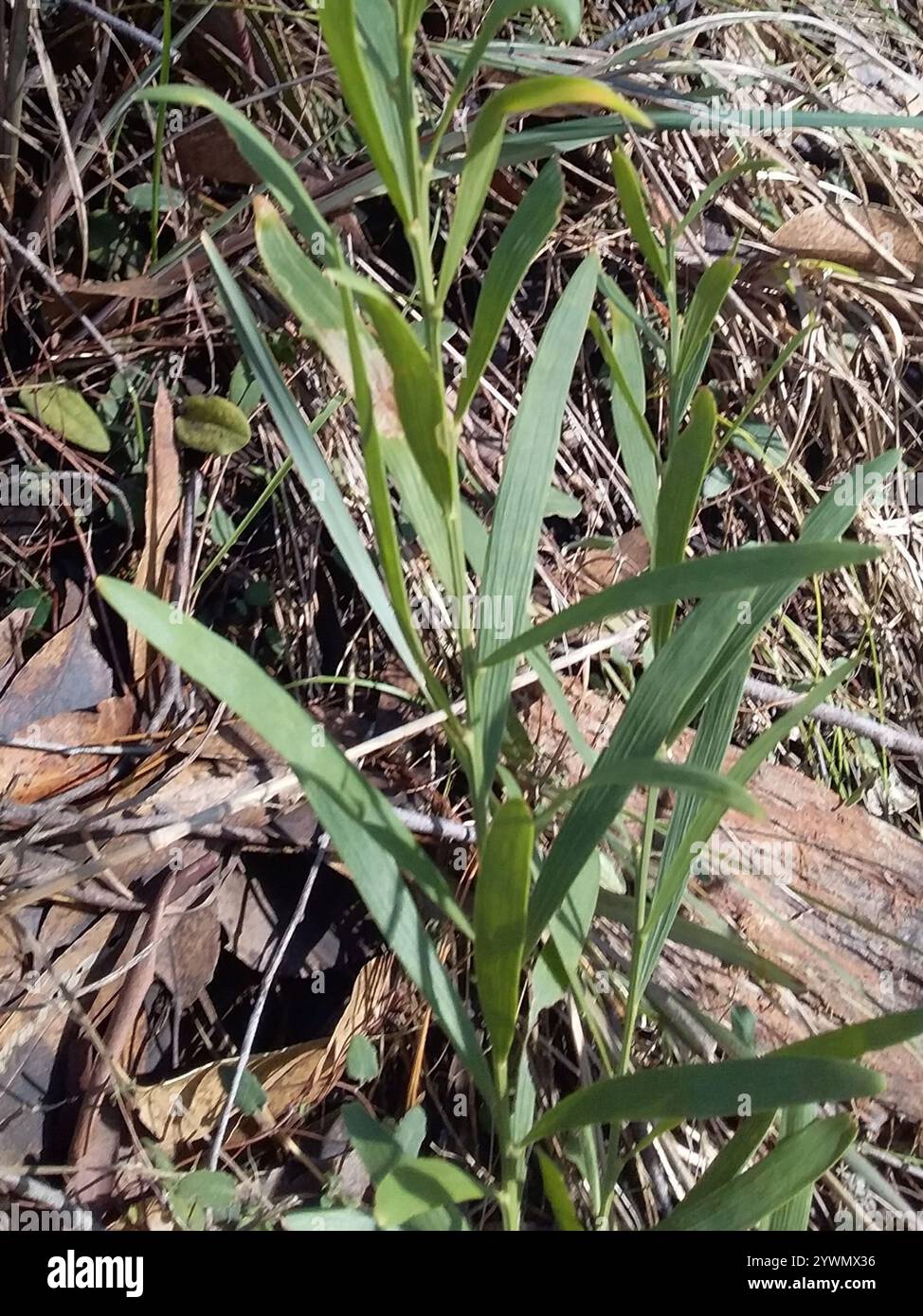 narrow-leaf bitter-pea (Daviesia leptophylla Stock Photo - Alamy