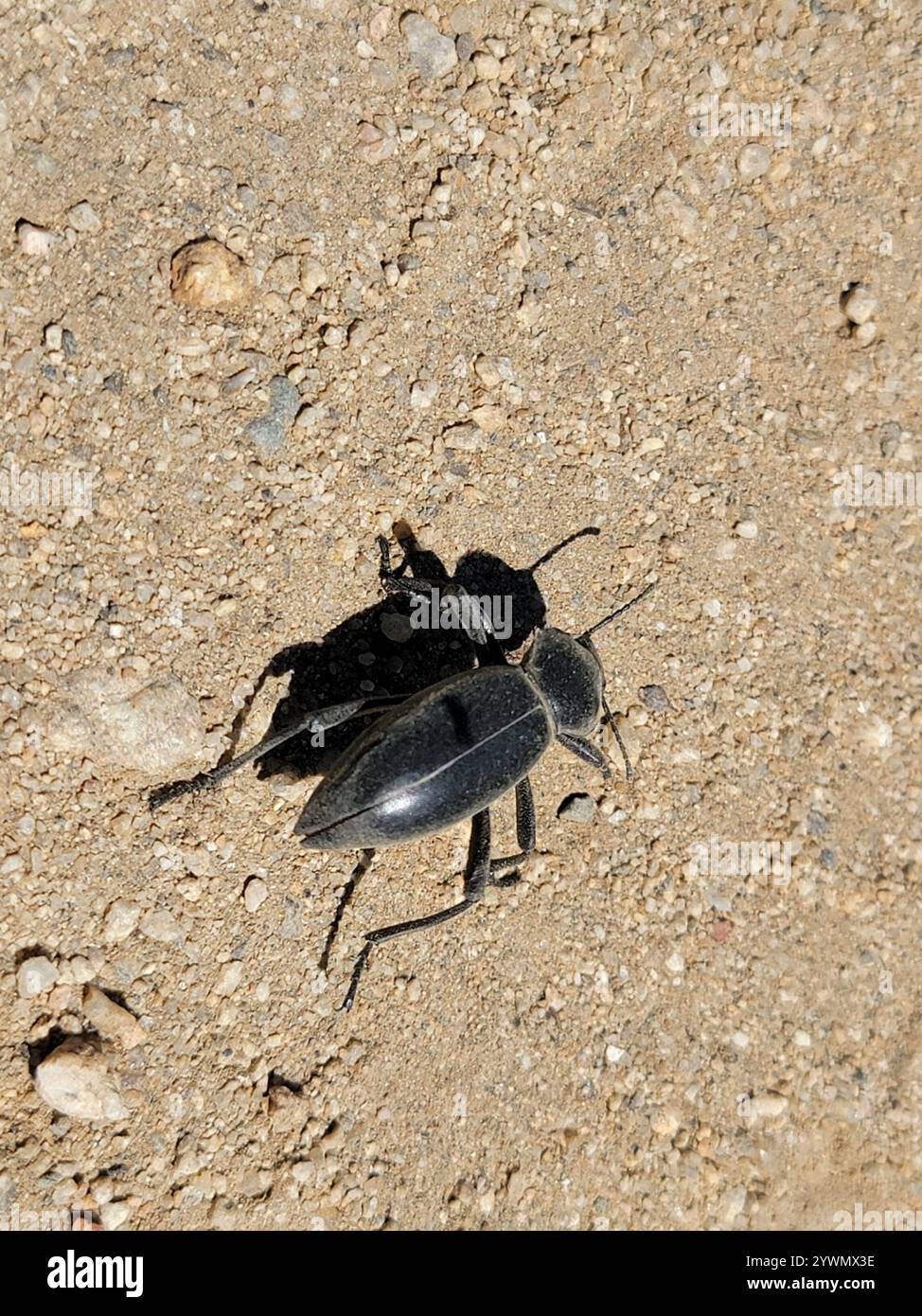 Desert Stink Beetles (Eleodes Stock Photo - Alamy