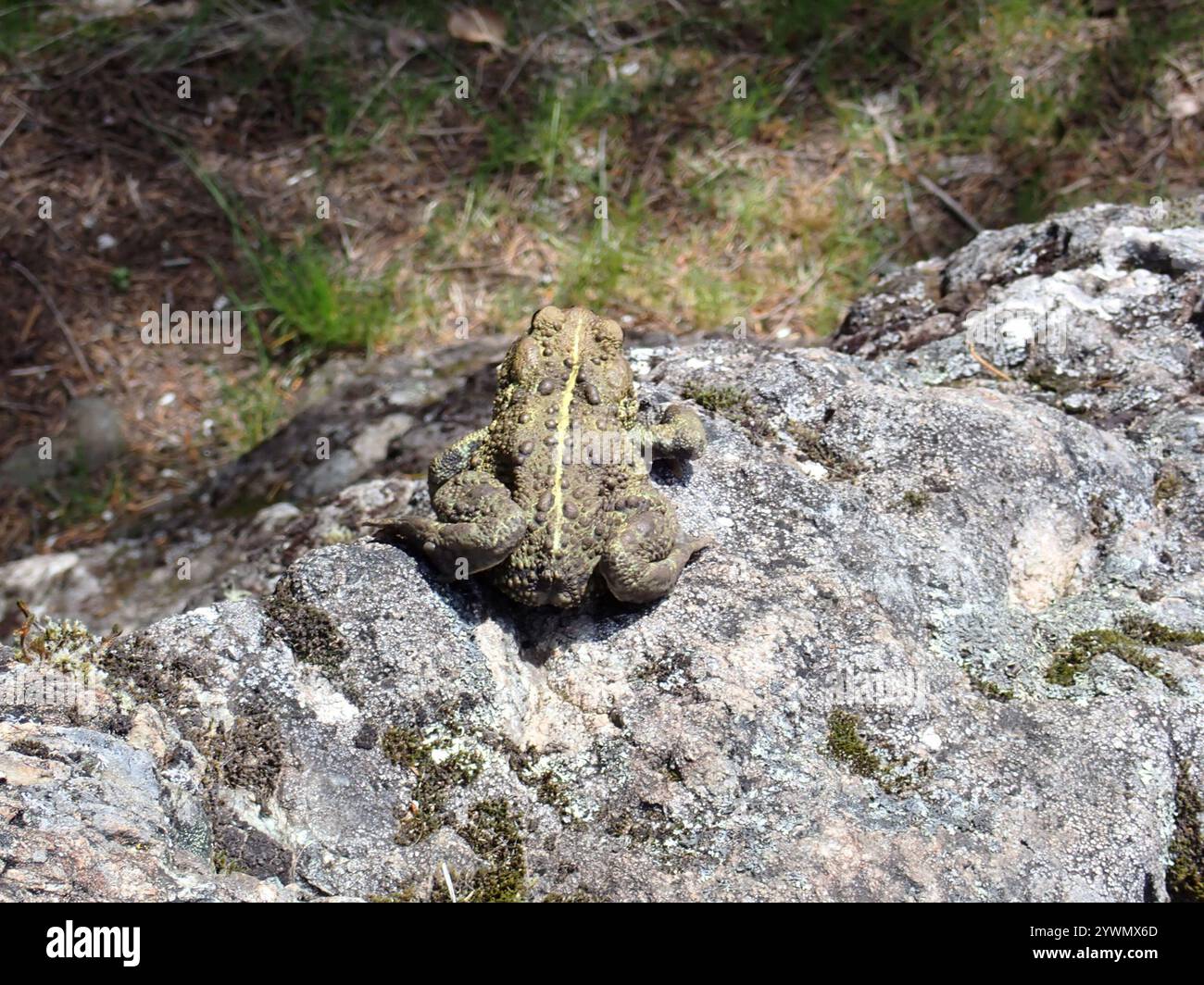 Western Toad (Anaxyrus boreas Stock Photo - Alamy