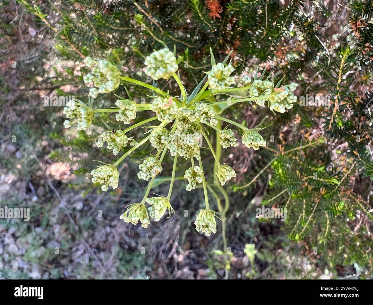 Mountain Parsley (Peucedanum oreoselinum Stock Photo - Alamy