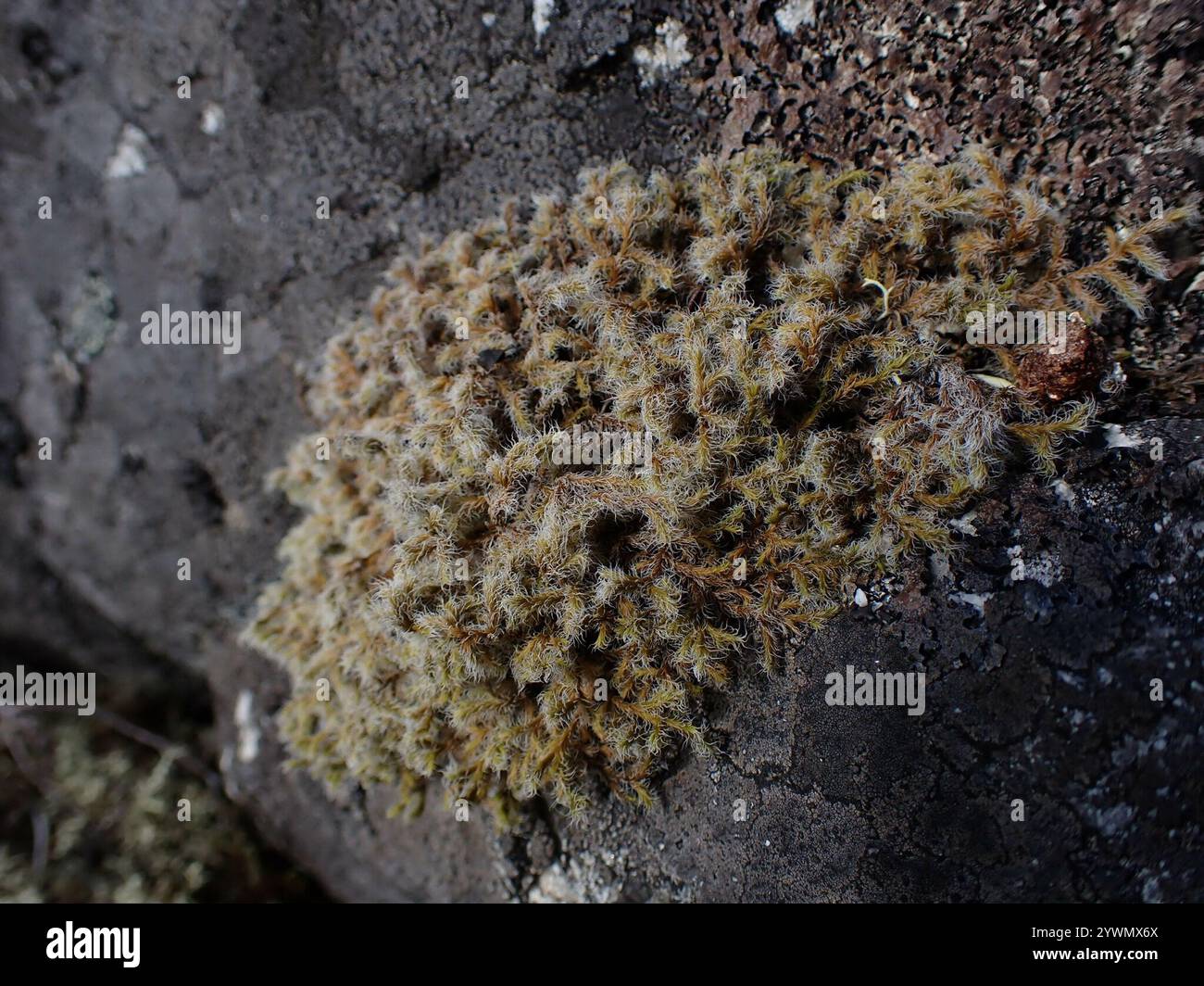 Woolly Fringe-moss (Racomitrium lanuginosum Stock Photo - Alamy