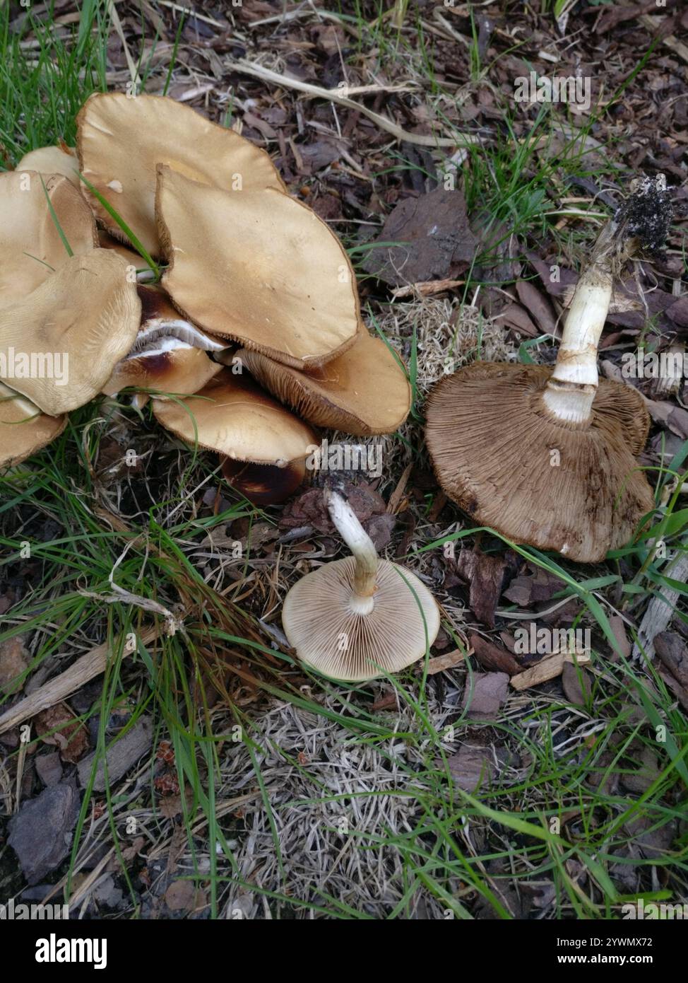 Spring Fieldcap (Agrocybe praecox Stock Photo - Alamy
