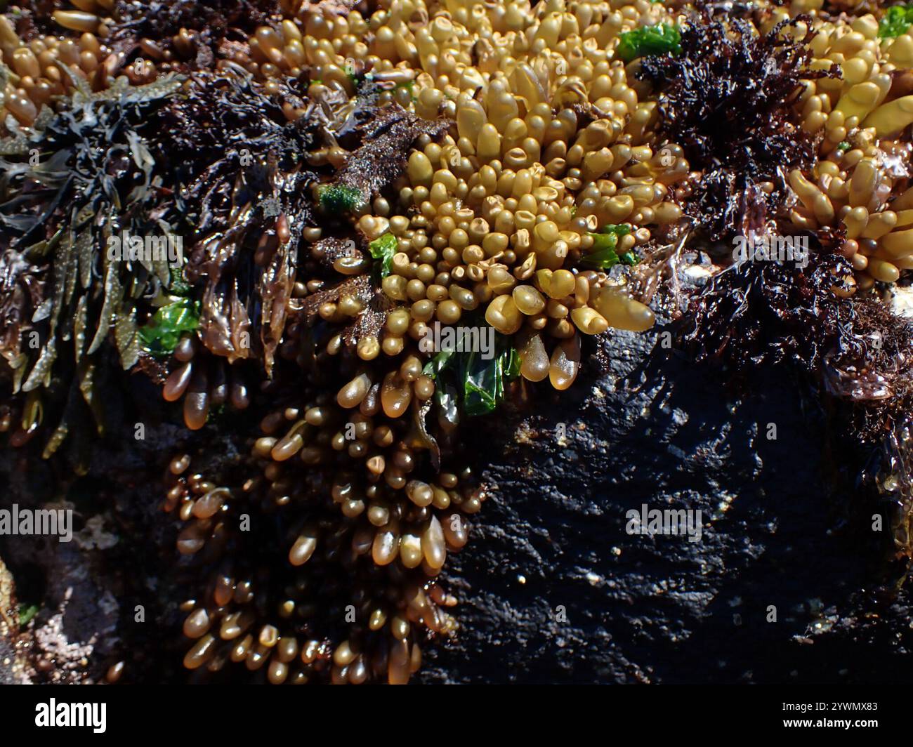 Sea Sacks (Halosaccion glandiforme Stock Photo - Alamy