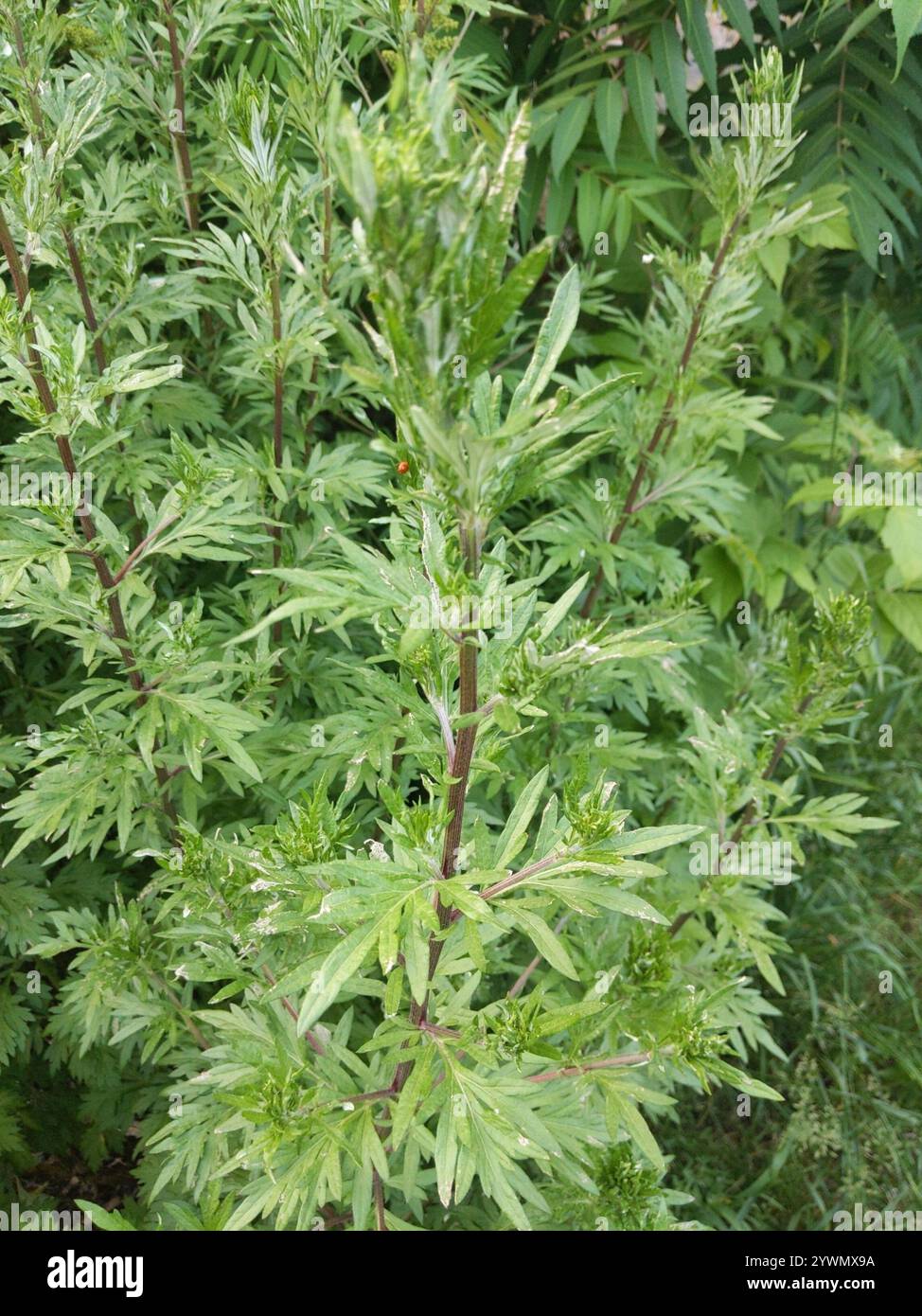 common mugwort (Artemisia vulgaris Stock Photo - Alamy