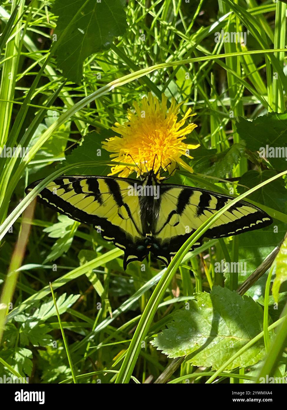 Western Tiger Swallowtail (Papilio rutulus Stock Photo - Alamy