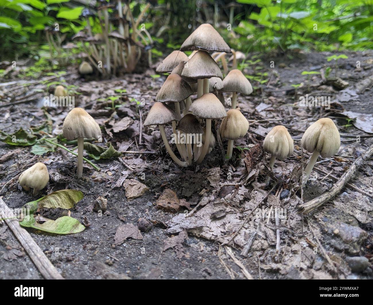 Brittlestems and Allies (Psathyrellaceae Stock Photo - Alamy