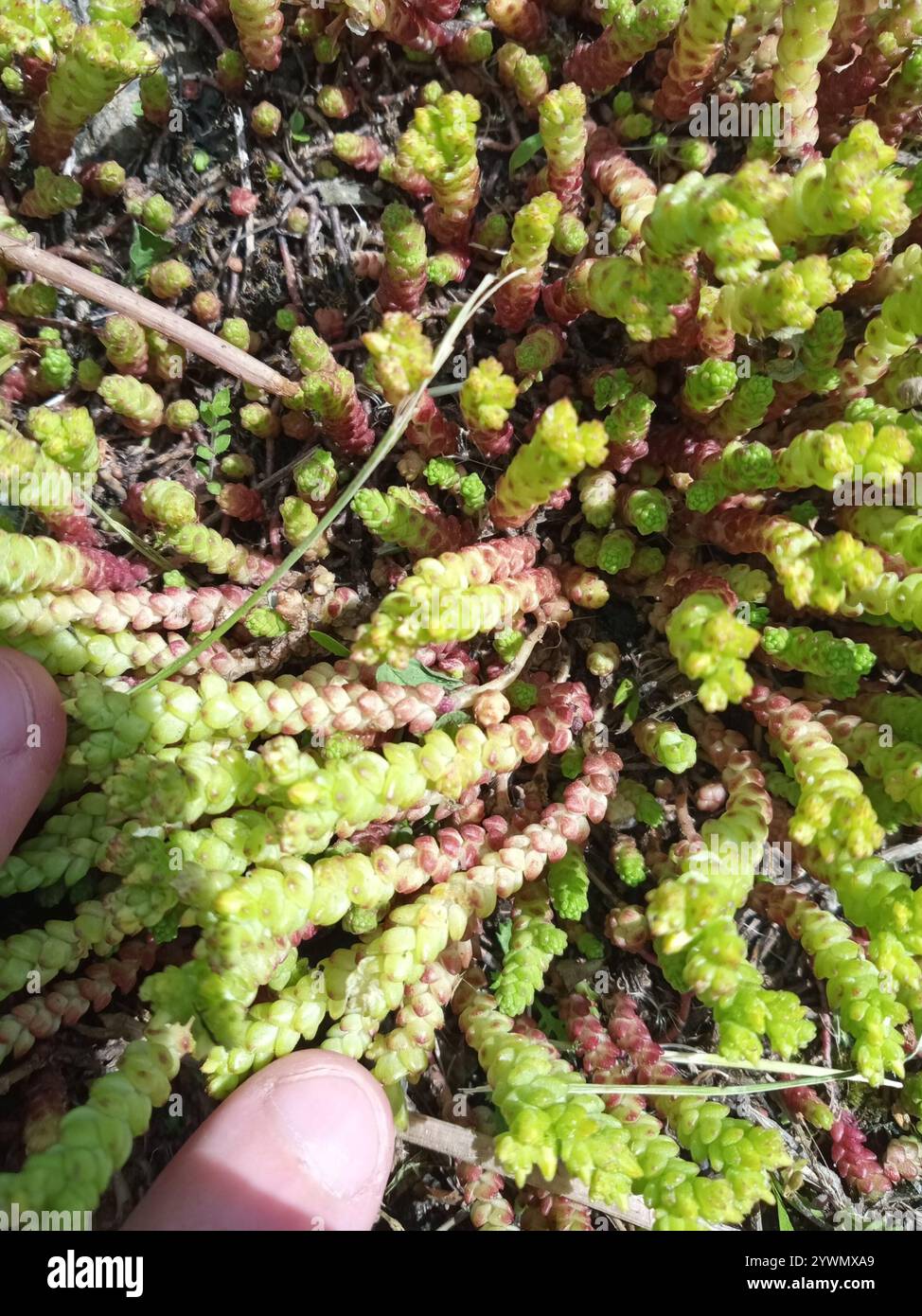 Biting Stonecrop (Sedum acre Stock Photo - Alamy