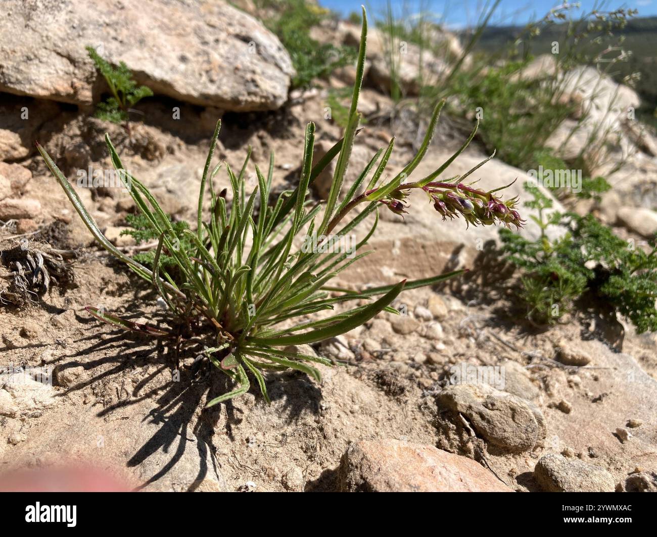 Cary's Beardtongue (Penstemon caryi Stock Photo - Alamy
