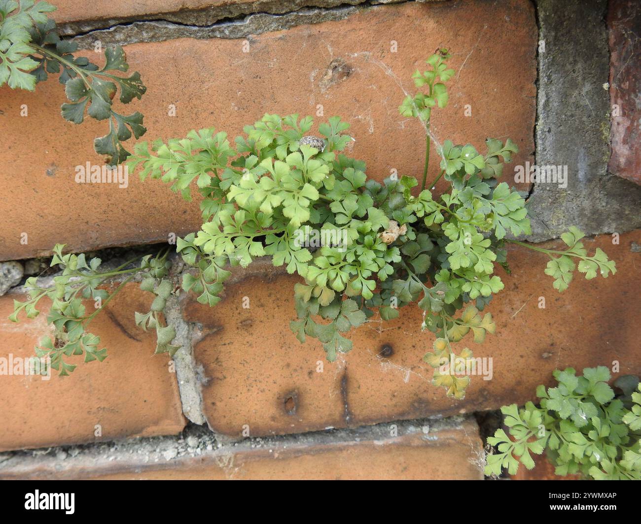 wall-rue (Asplenium ruta-muraria Stock Photo - Alamy