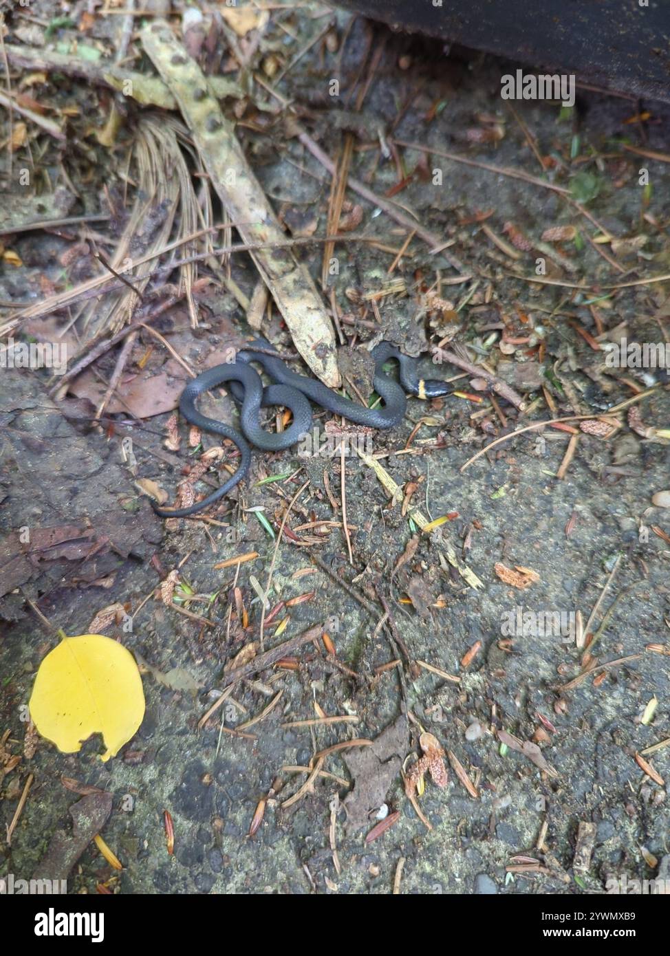 Ring-necked Snake (Diadophis punctatus Stock Photo - Alamy