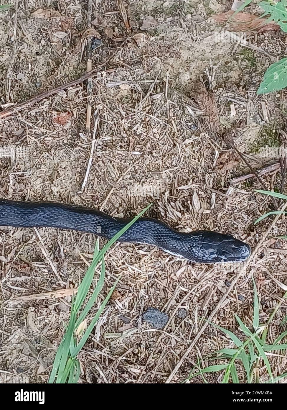 Eastern Ratsnake (Pantherophis alleghaniensis Stock Photo - Alamy