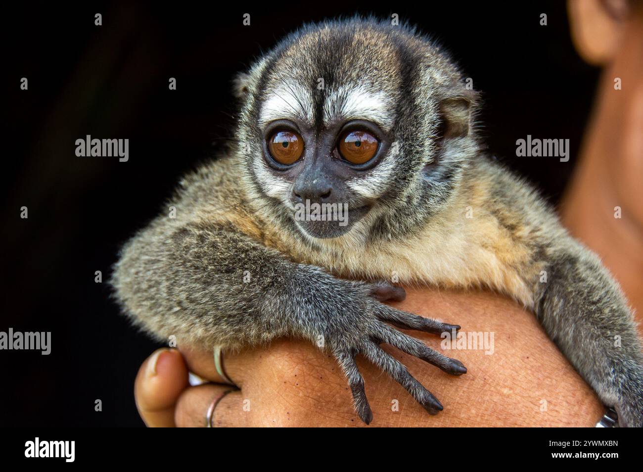 Nancy Ma’s Night Monkey (Aotus nancymai Stock Photo - Alamy