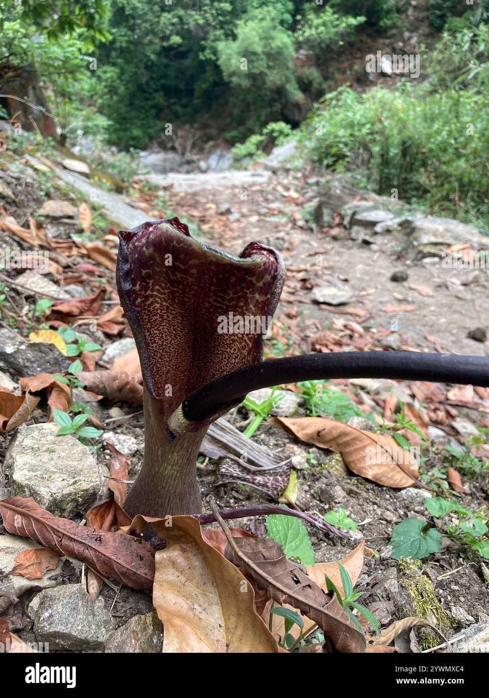 Voodoo Lily (Sauromatum venosum Stock Photo - Alamy