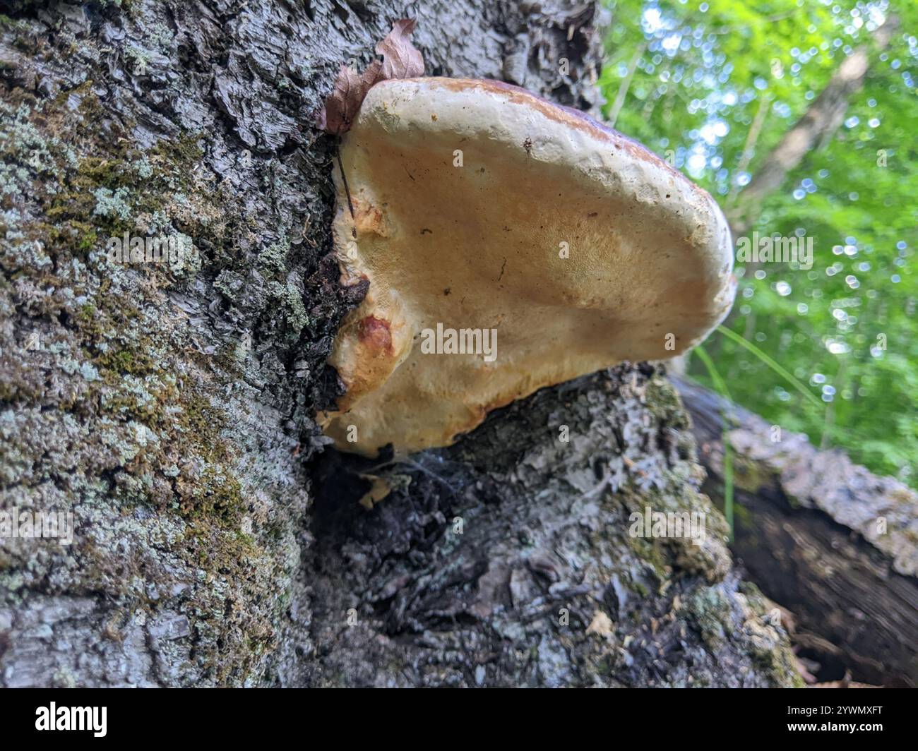 Northern Red Belt (Fomitopsis mounceae Stock Photo - Alamy
