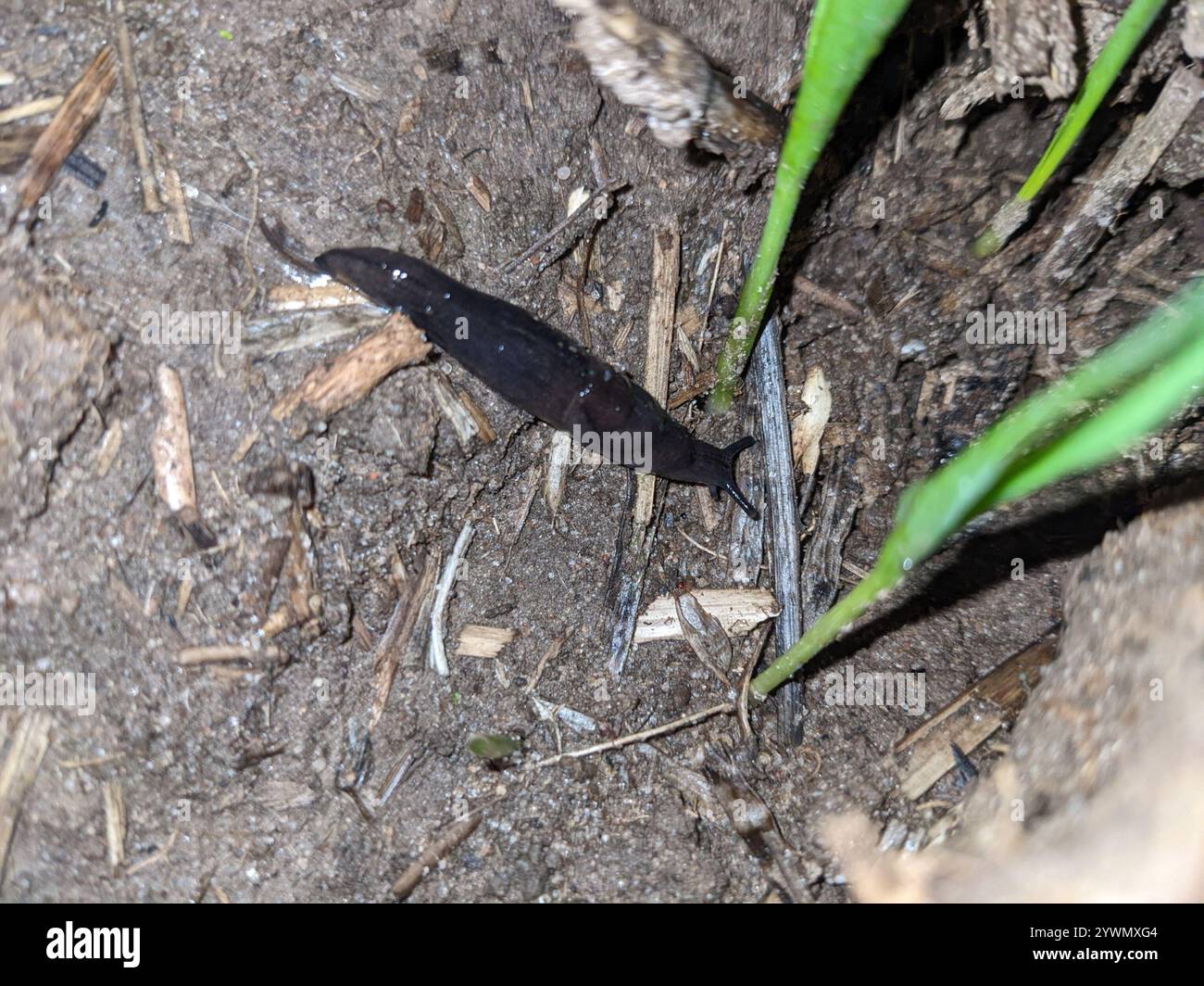 Greenhouse Slug (Milax gagates Stock Photo - Alamy
