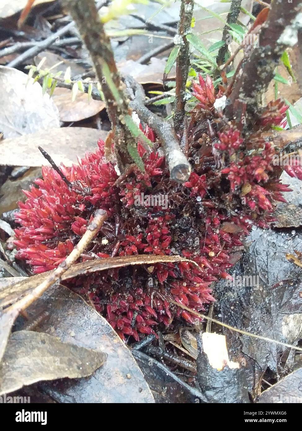 Mount Lofty Ground-berry (Acrotriche fasciculiflora Stock Photo - Alamy